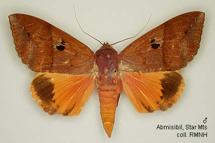 Papua Insects Foundation (Lepidoptera/Erebidae/Erebinae/Ophiusini/Thyas ...